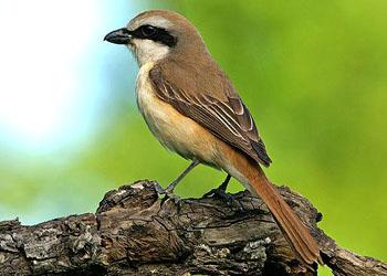 伯劳科 Laniidae 蓝色动物学（中国动物学科普）